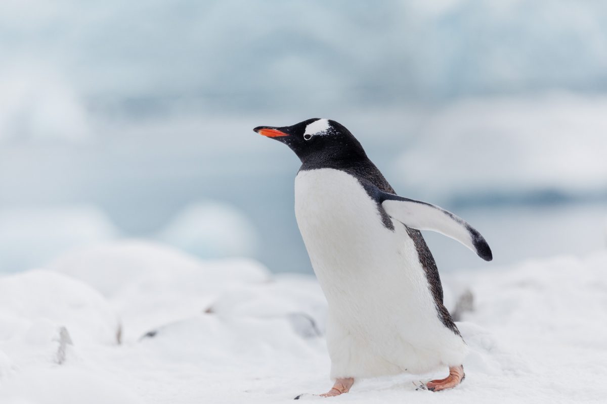 PINGUINO PAPÚA - Boluda Corporación Marítima